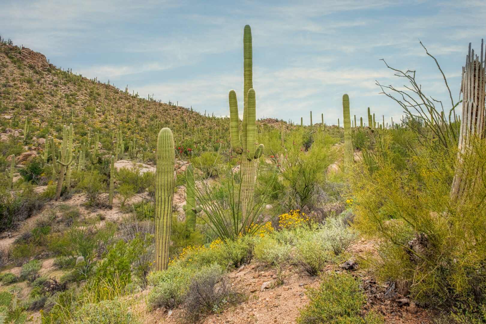 San Pedro Cutting Monstrosus: Unique Cactus in Focus